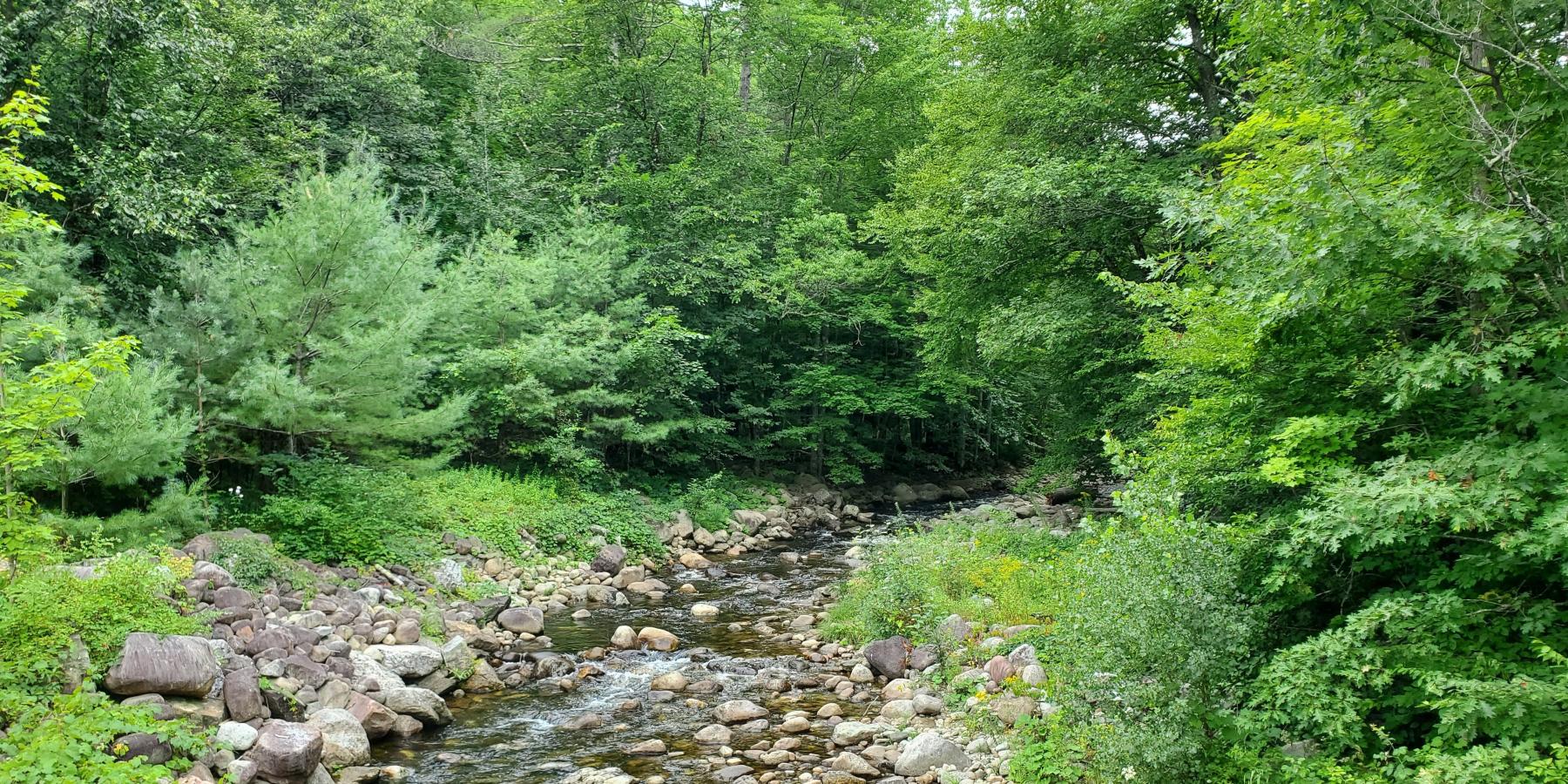 What is a Buffer? DIY Stream Stewardship | Ausable Freshwater Center