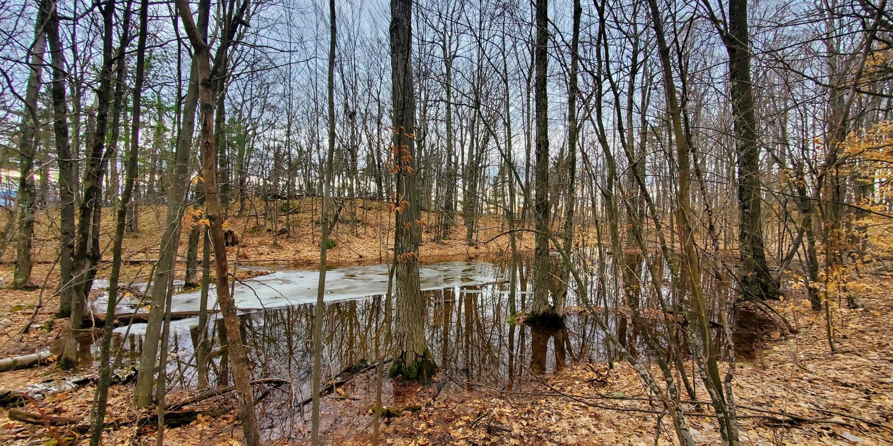 A Puddle Teeming with Life | Ausable Freshwater Center