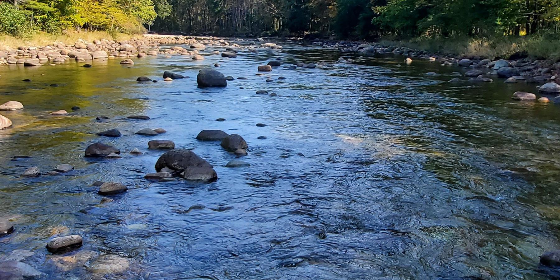 The Role of Vegetation in Stream Restoration | Ausable Freshwater Center