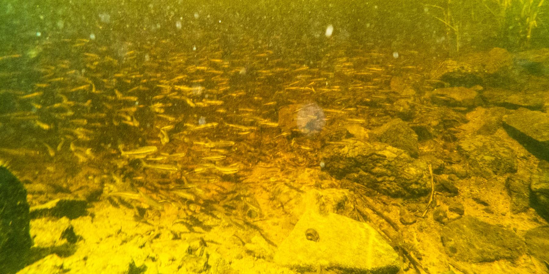 Fish of the Ausable Watershed, Part II | Ausable River Association