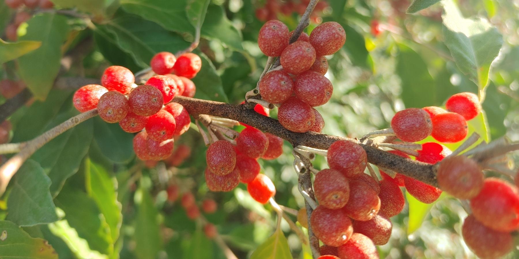 Berried in Trouble: The Autumn Olive Invasion | Ausable Freshwater Center