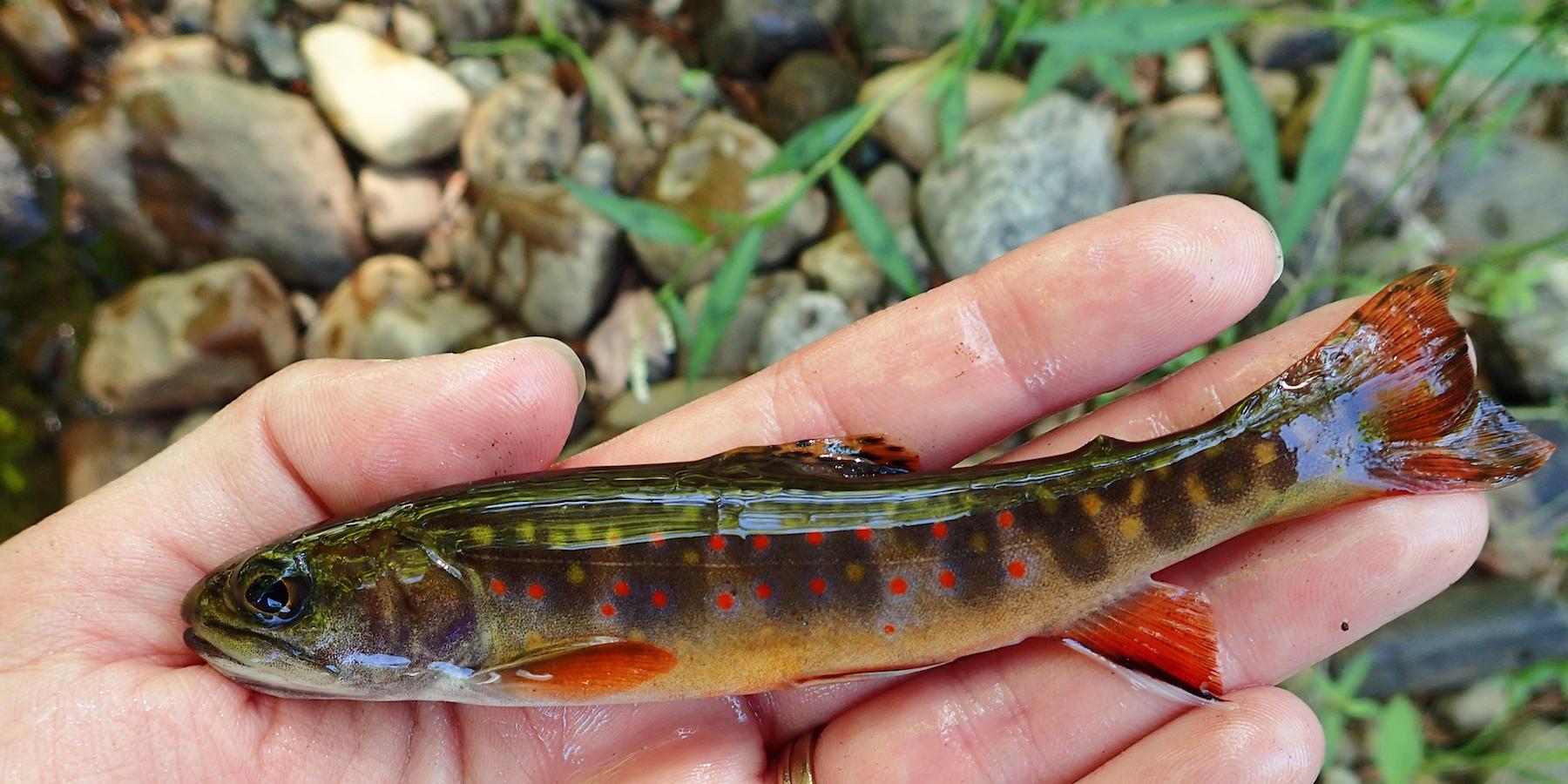 The Shrinking Habitat of Cold-Water Fish in the Adirondacks | Ausable ...