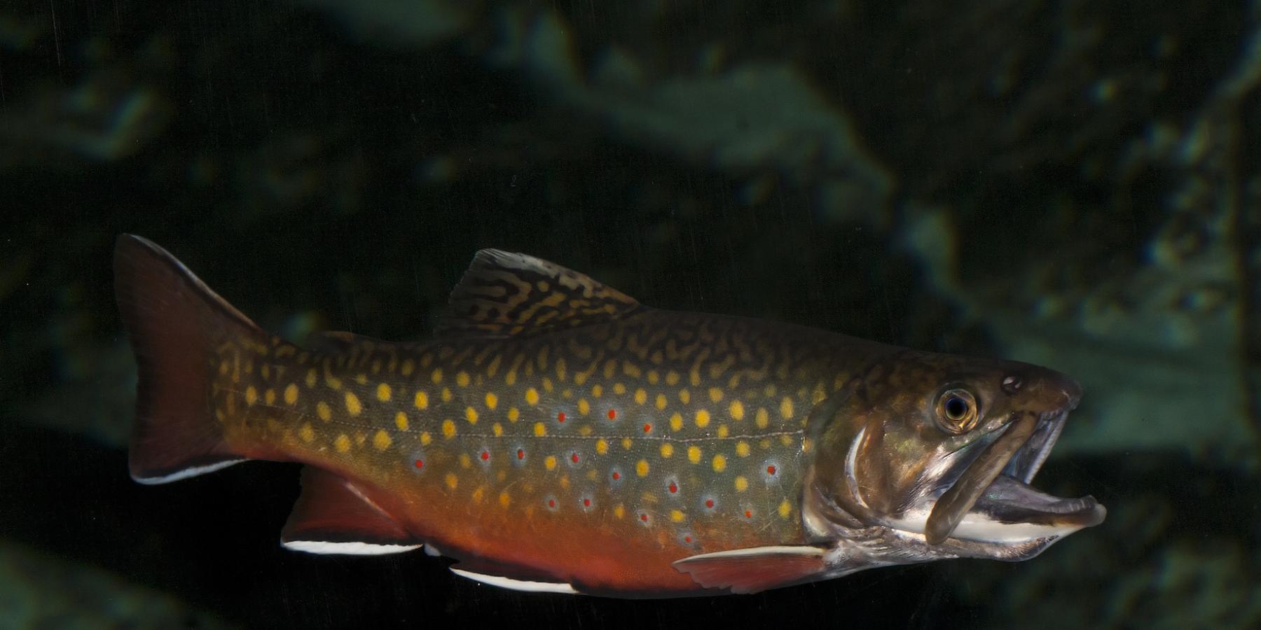 Brook Trout Study Identifies Top Climate Change Pressure Factor ... Brook Trout Study Identifies Top Climate Change Pressure Factor ...