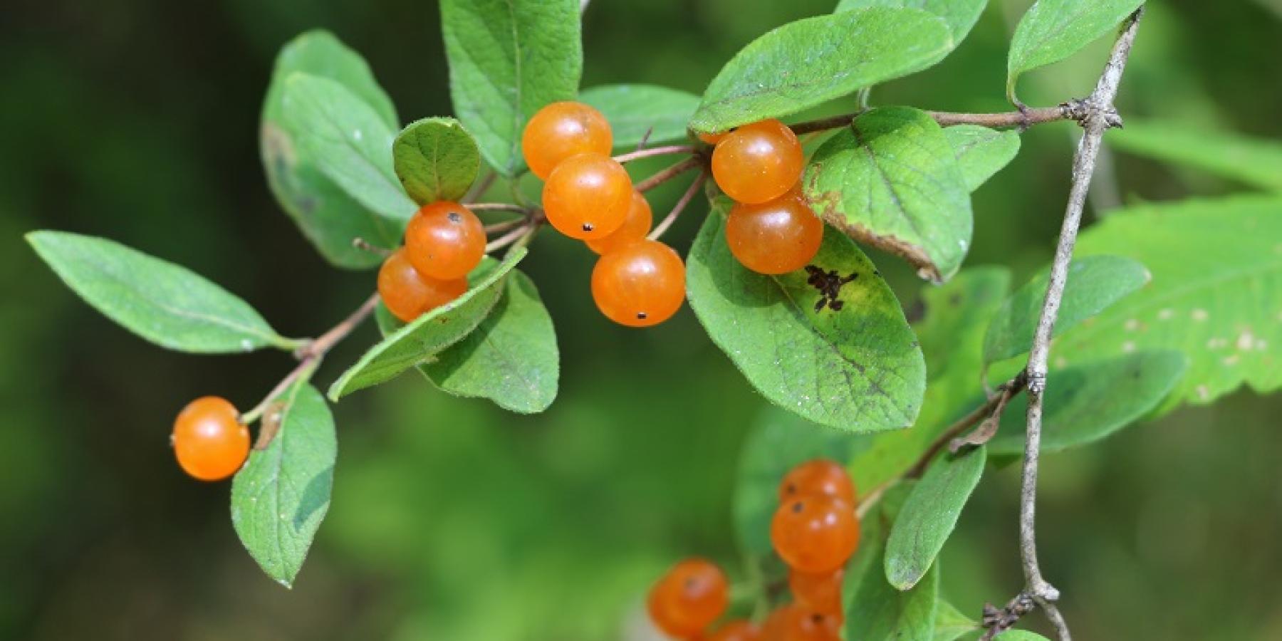 Japanese Barberry and Bush Honeysuckles: Invasive Threats to Adirondack ...