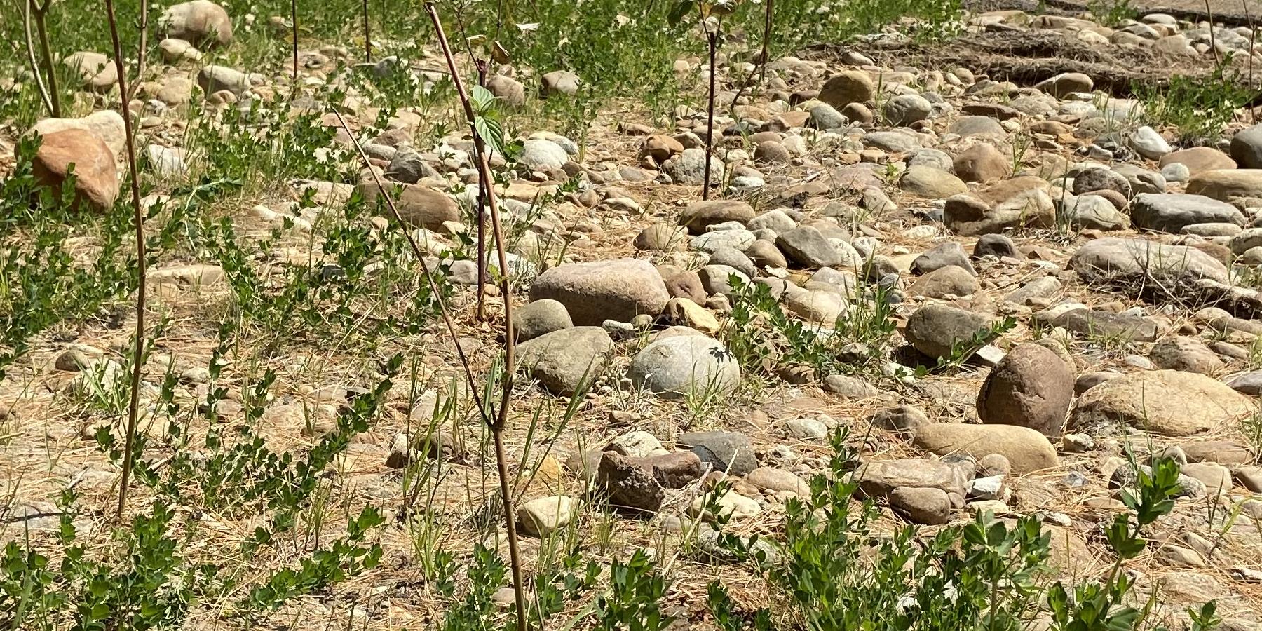 A Riparian Planting Primer: Planting a Buffer | Ausable Freshwater Center