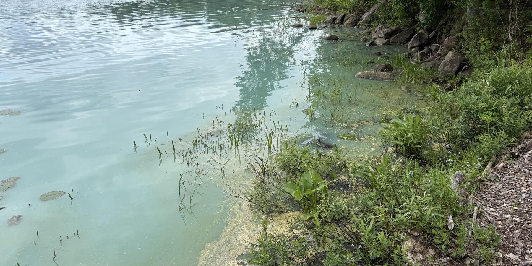 The HABs and the HAB Nots: Keeping an Eye on Algae this Summer ...