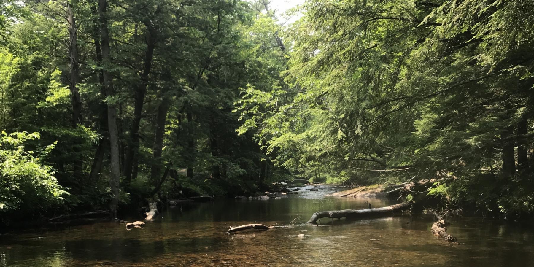 What's Attacking Our Hemlock Trees? | Ausable Freshwater Center