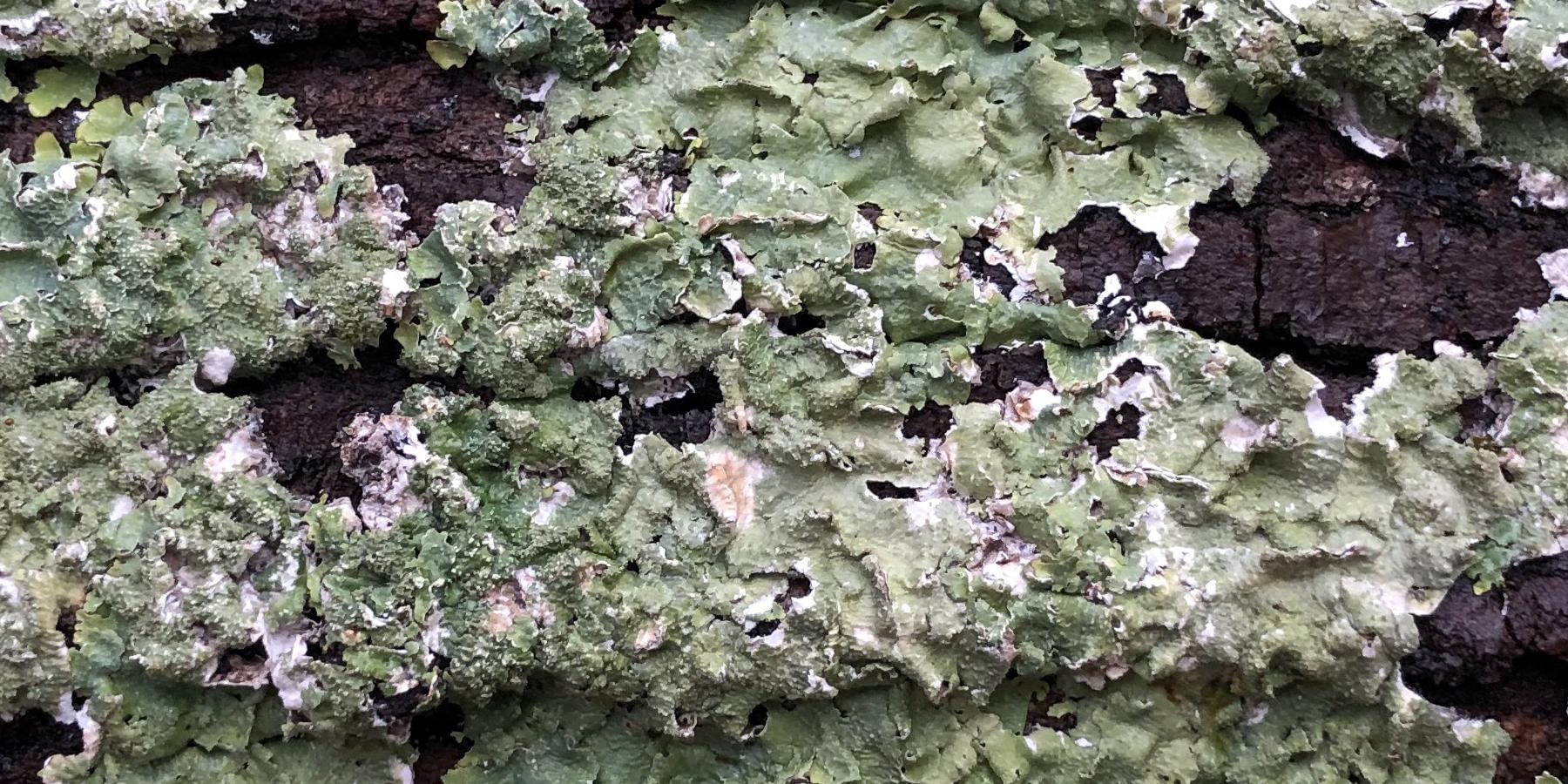 What is a lichen? | Ausable Freshwater Center