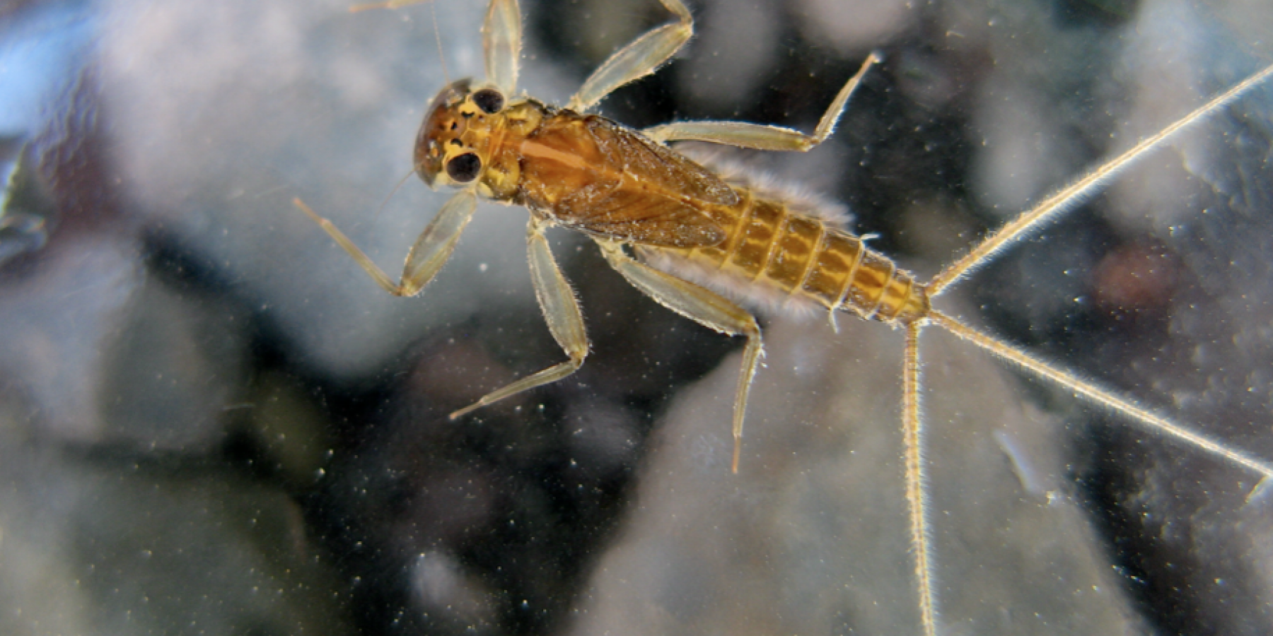 What Insects Tell Us About Water Quality | Ausable Freshwater Center