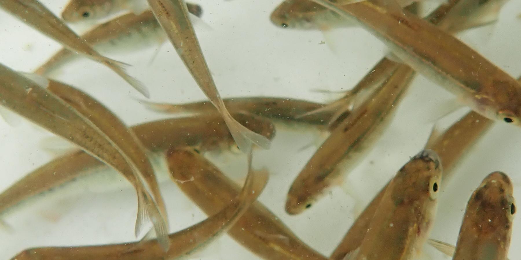 Fieldwork spotlight: Minnow Trap Surveys | Ausable Freshwater Center