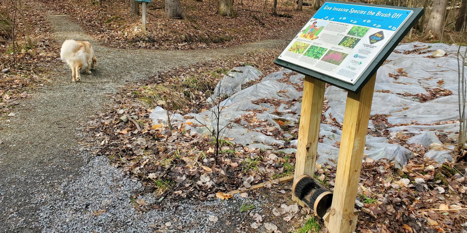 Give Invasive Species the Brush Off | Ausable Freshwater Center