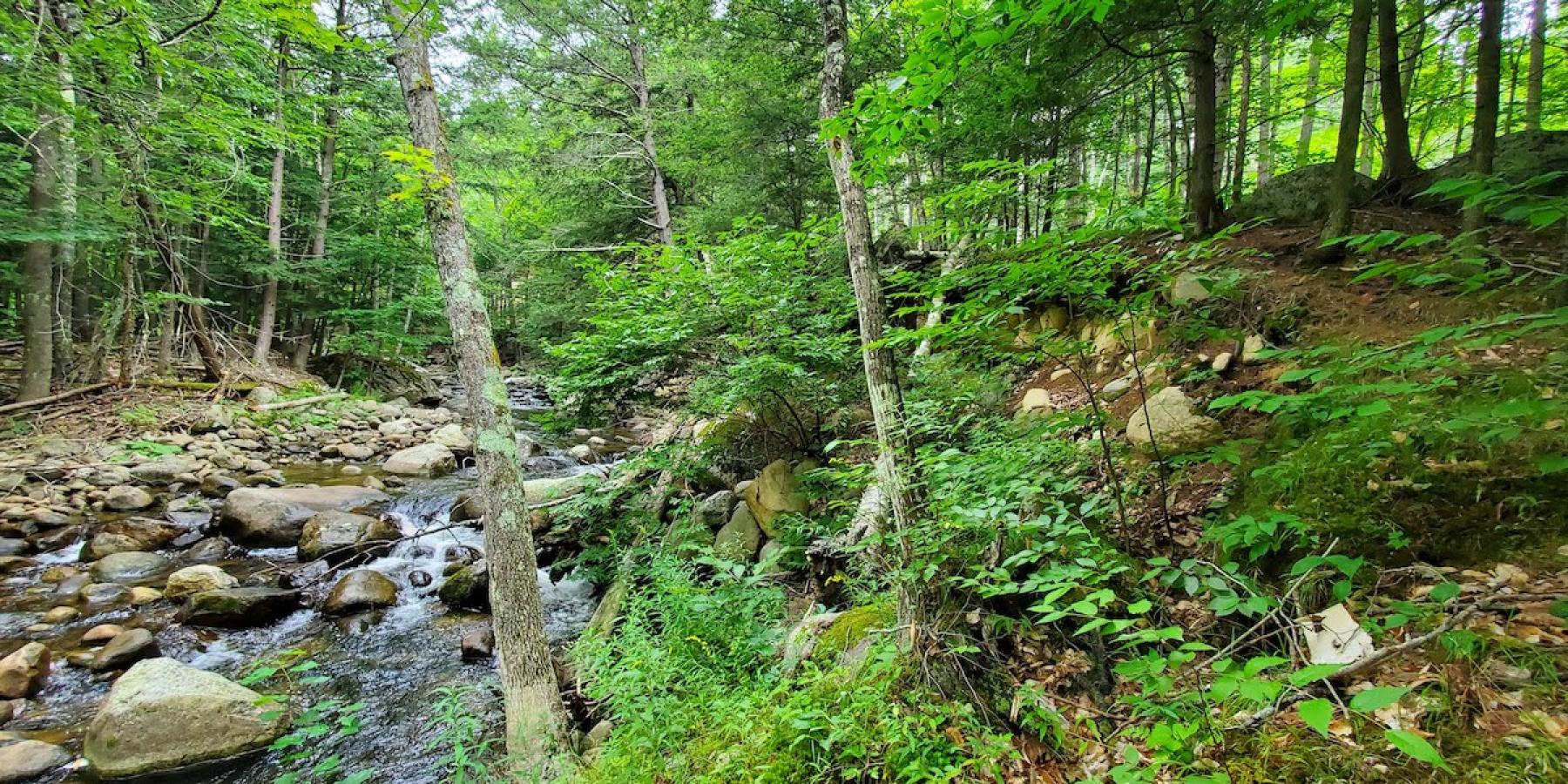 Healthy Streams Have Wild Edges | Ausable Freshwater Center